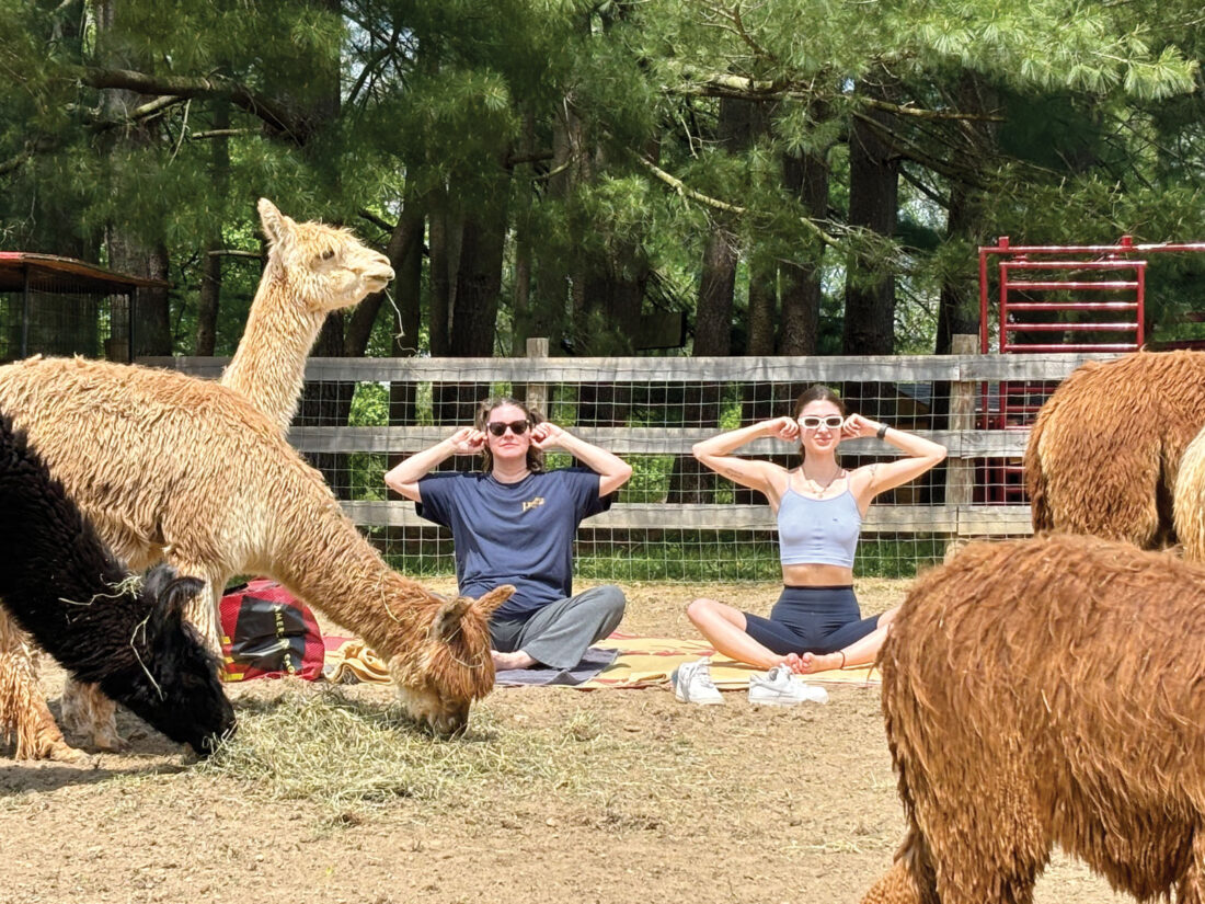 Yoga class gets up close with alpacas | News, Sports, Jobs - Marietta Times